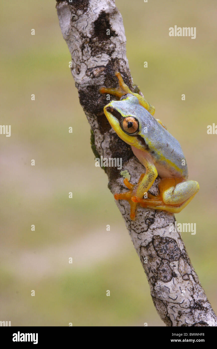 animal animals amphibian amphibians frog frogs endemic madagascar ...