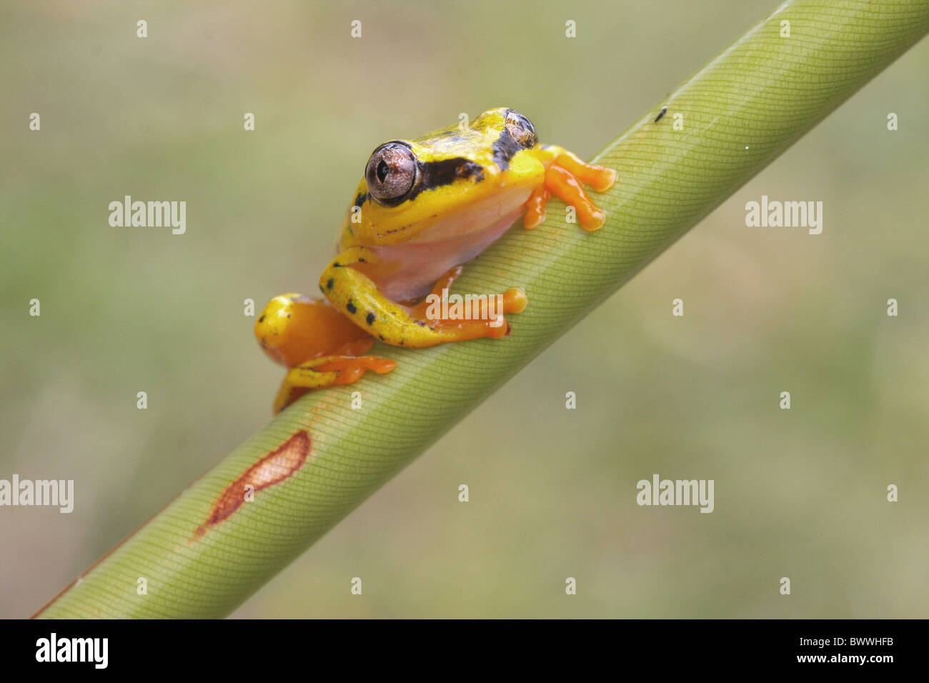 animal animals amphibian amphibians frog frogs endemic madagascar ...