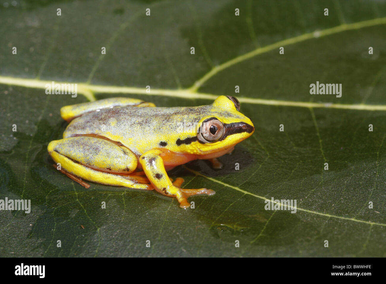 animal animals amphibian amphibians frog frogs endemic madagascar ...