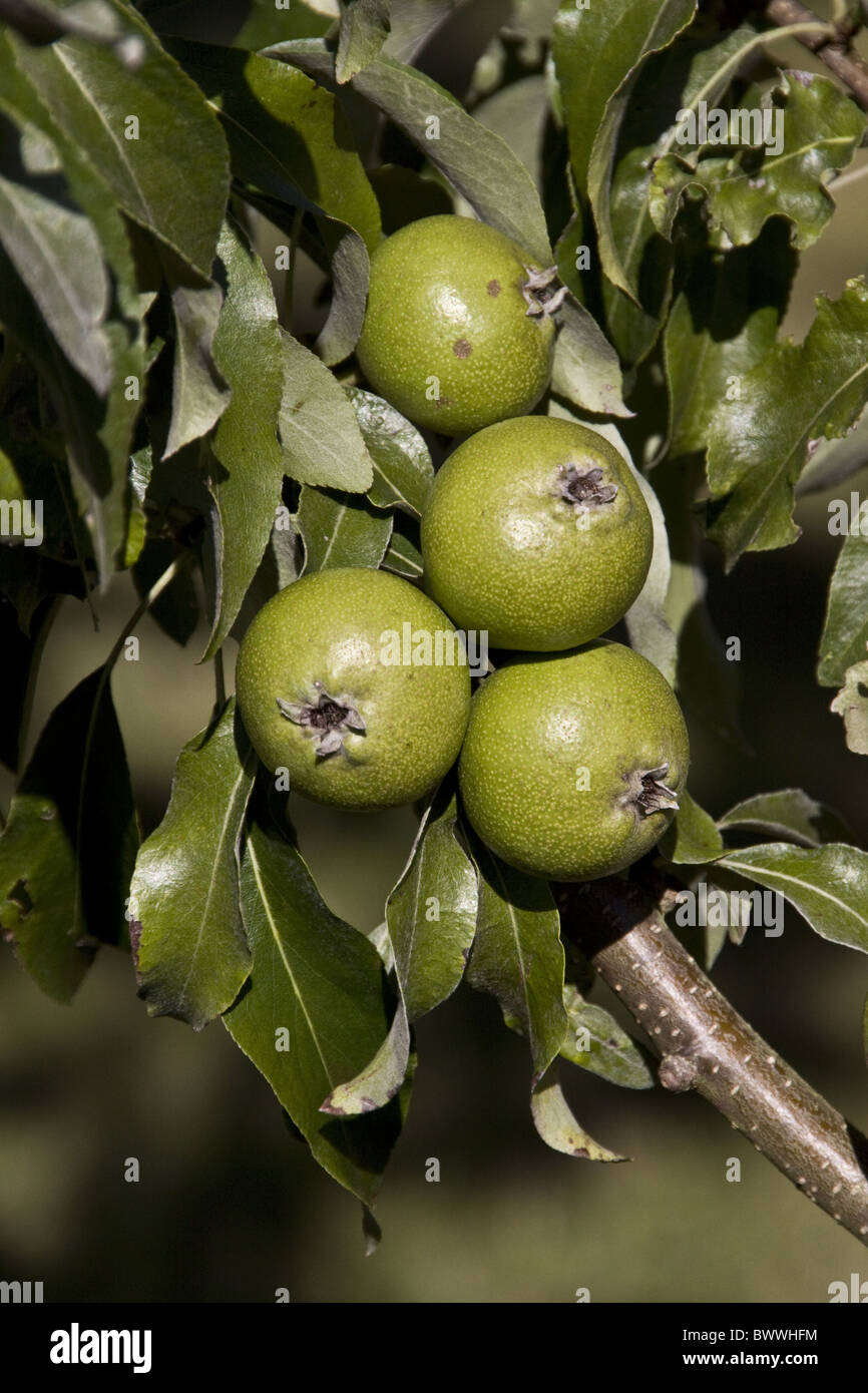 Pyrus nivalis hi-res stock photography and images - Alamy