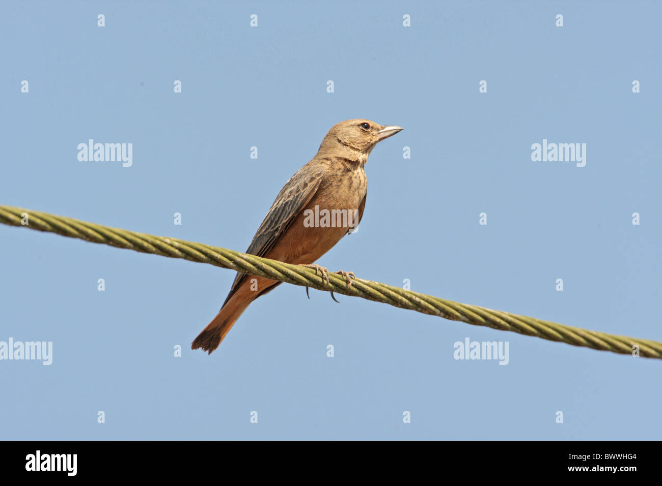 Goa chorao island hi-res stock photography and images - Alamy