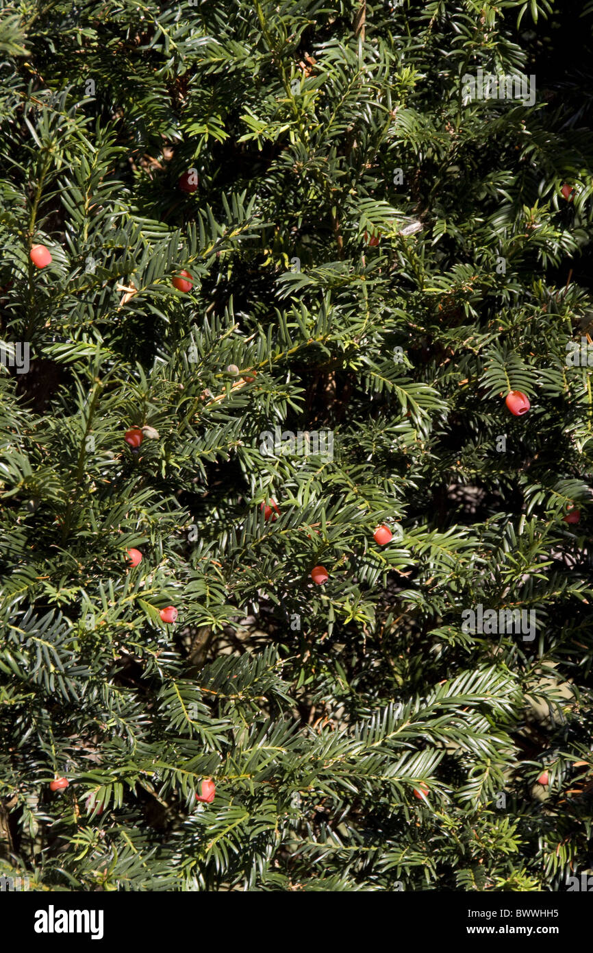 Common Yew berries Stock Photo - Alamy