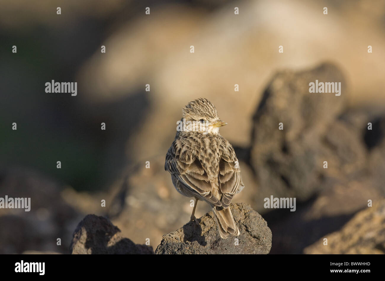 Lesser Short-toed Lark (Calandrella rufescens) adult, perched on rock ...