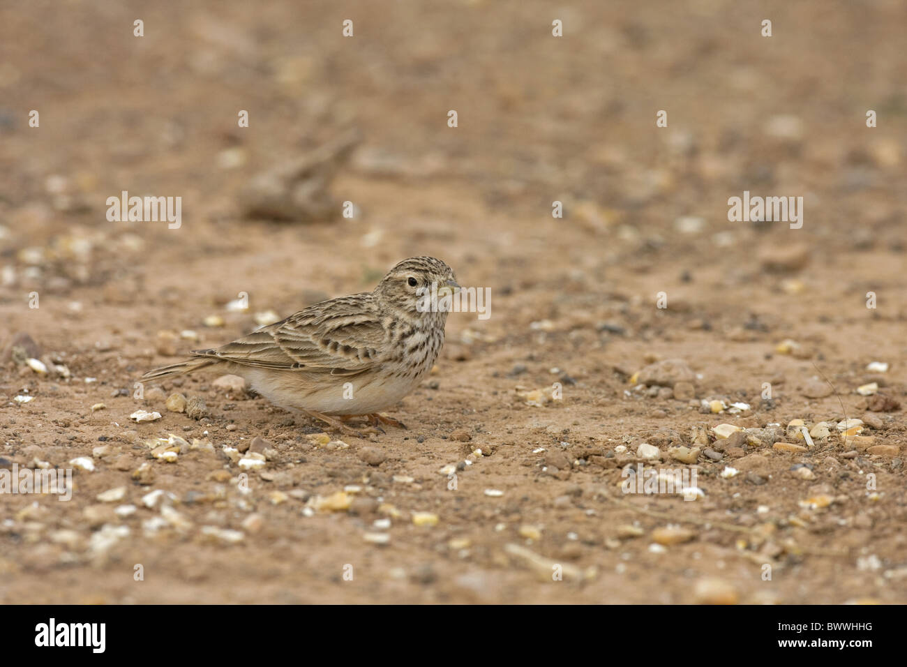Lesser Short-toed Lark (Calandrella rufescens) adult, feeding on ground ...