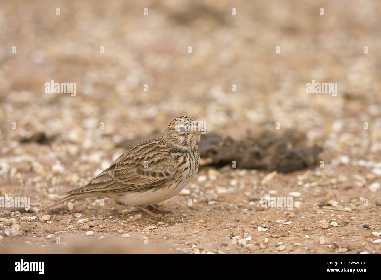 Lesser Short-toed Lark (Calandrella rufescens) adult, feeding on ground ...
