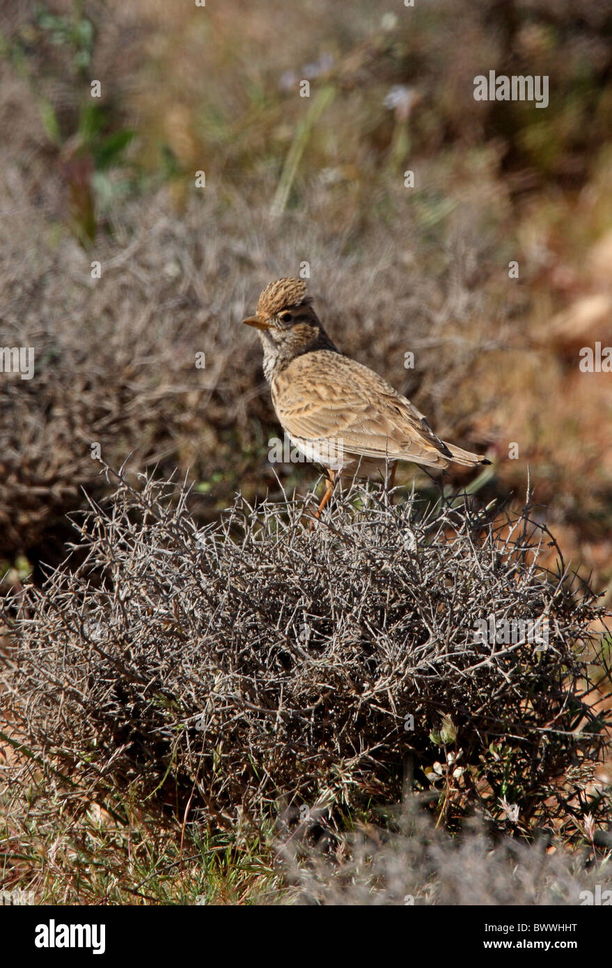 Lesser Short-toed Lark (Calandrella rufescens minor) adult, with crest ...
