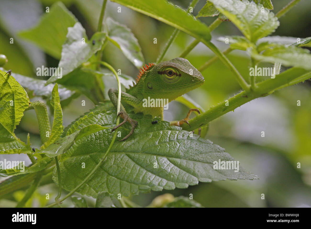 Agamid lizard asia hi-res stock photography and images - Alamy
