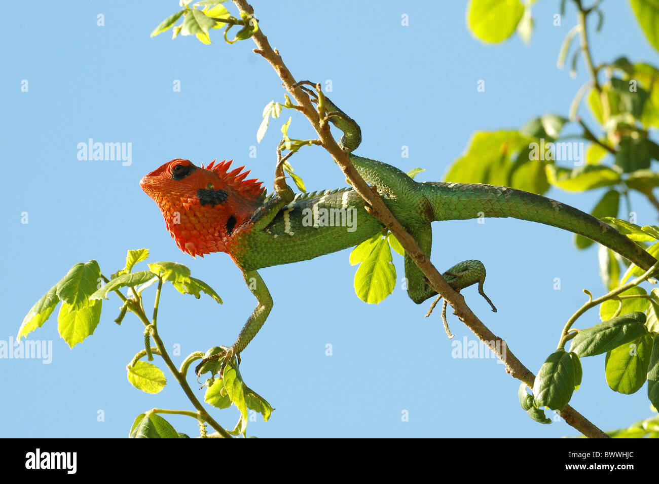 Common Green Forest Lizard (Calotes calotes) adult male, in breeding ...