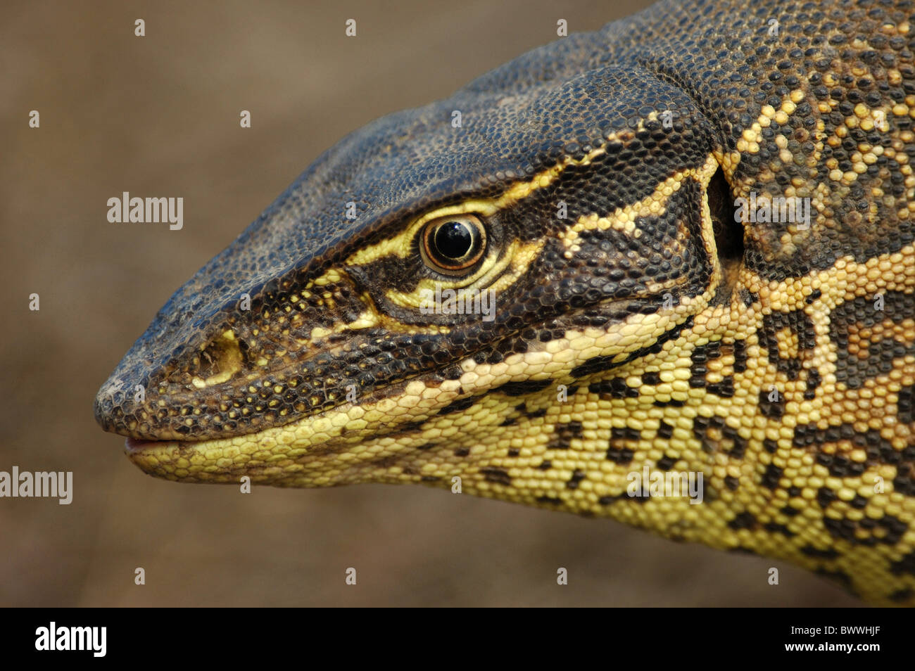 Yellow spotted monitor lizards hi-res stock photography and images - Alamy