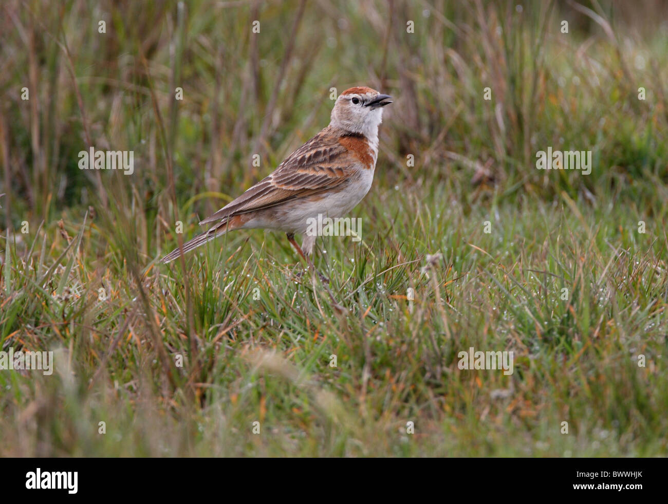 Red-capped Lark (Calandrella cinerea) adult male, singing, in upland ...