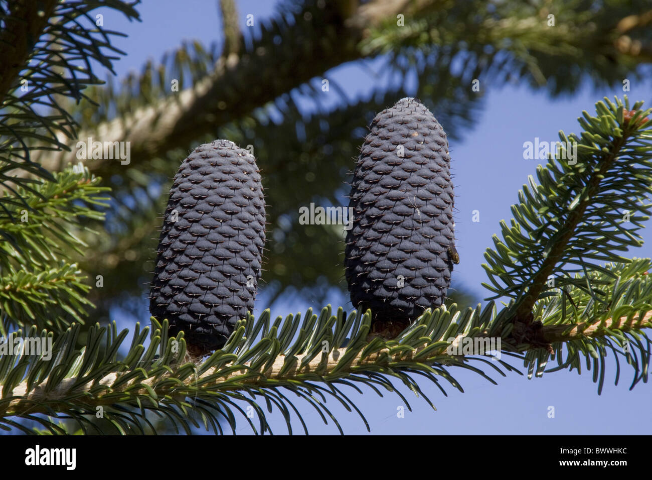 Sikkim fir hi-res stock photography and images - Alamy