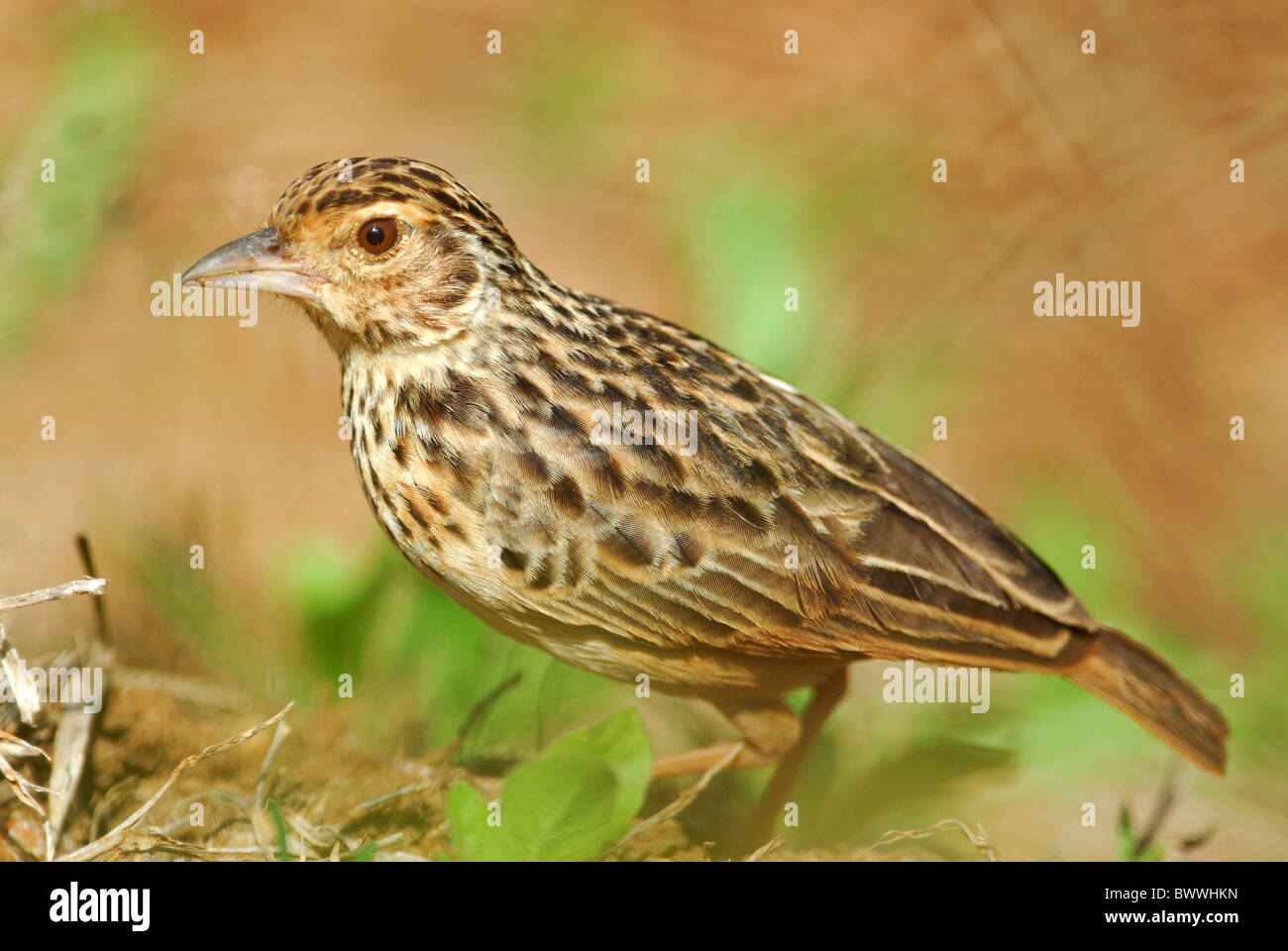 Rufous naped larks mirafra africana hi-res stock photography and images ...