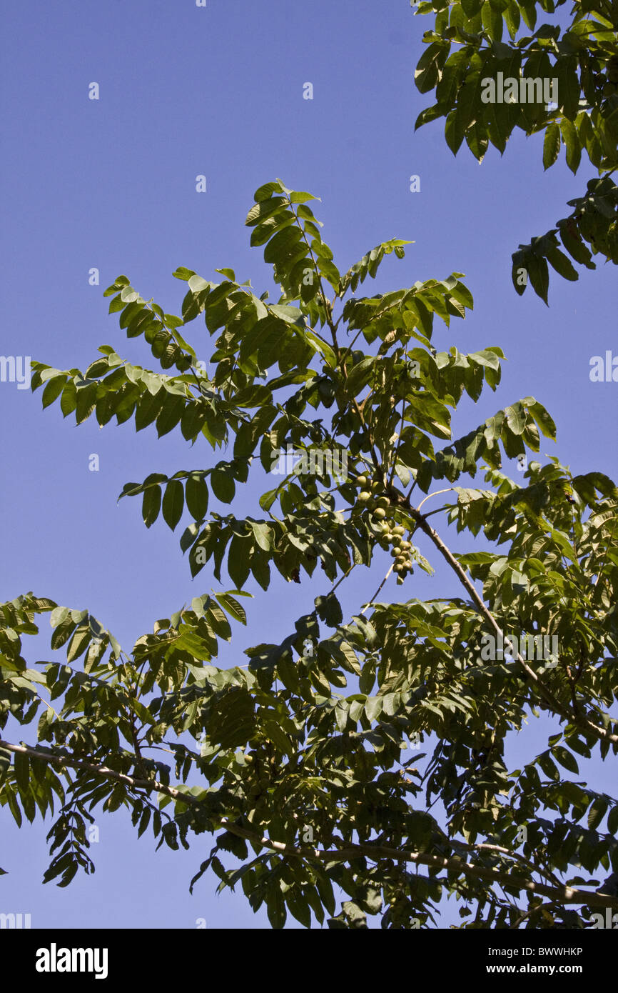 Juglans cathayensis hi-res stock photography and images - Alamy