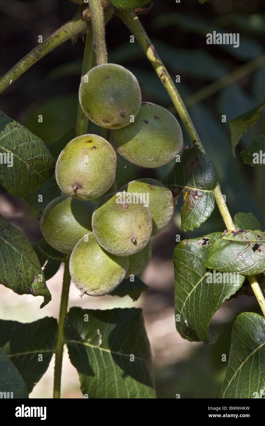 Juglans cathayensis hi-res stock photography and images - Alamy