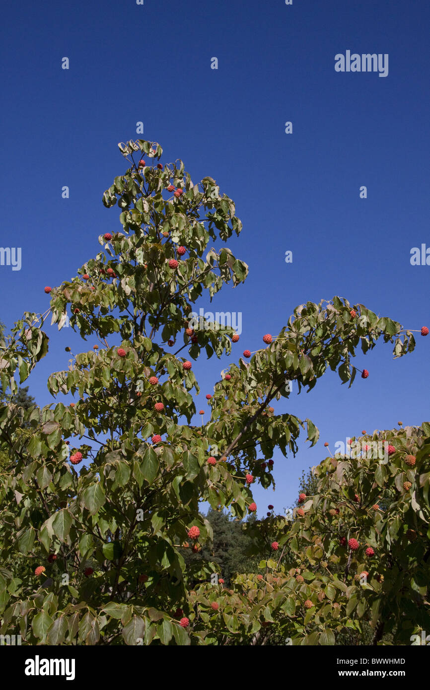 fruit of japanese cornel tree Stock Photo - Alamy