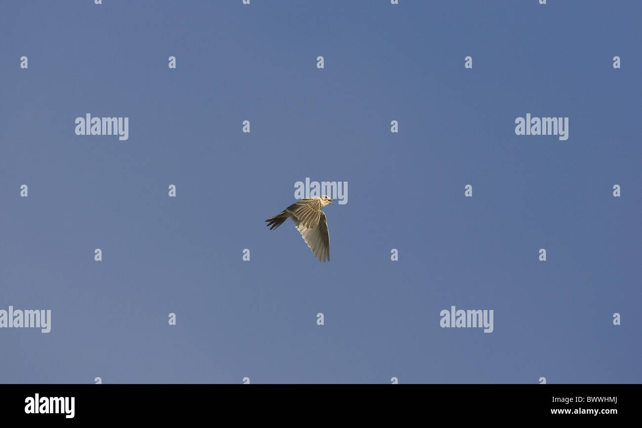 Skylark (Alauda arvensis) adult, singing, in flight, Spain Stock Photo ...