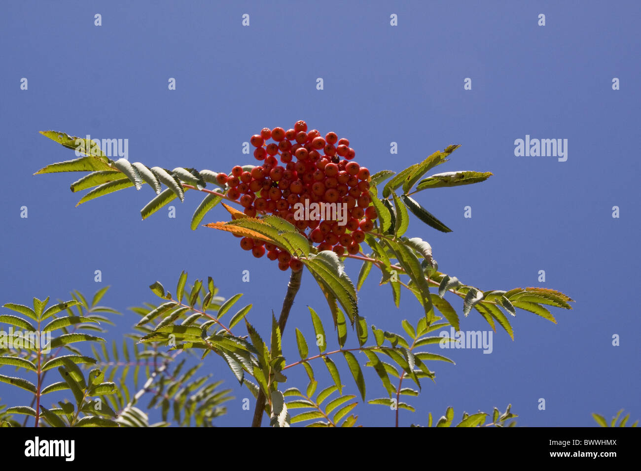 Sorbus commixta japanese rowan tree hi-res stock photography and images ...