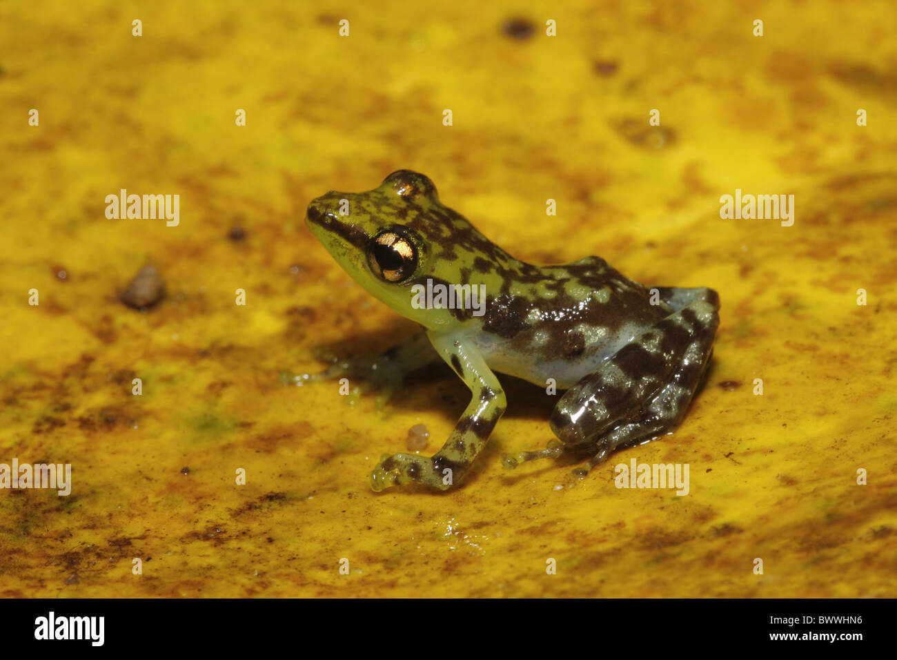 animal animals amphibian amphibians frog frogs wildlife nature ...