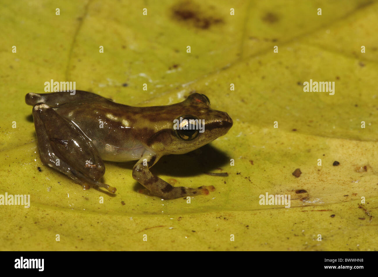 animal animals amphibian amphibians frog frogs wildlife nature ...
