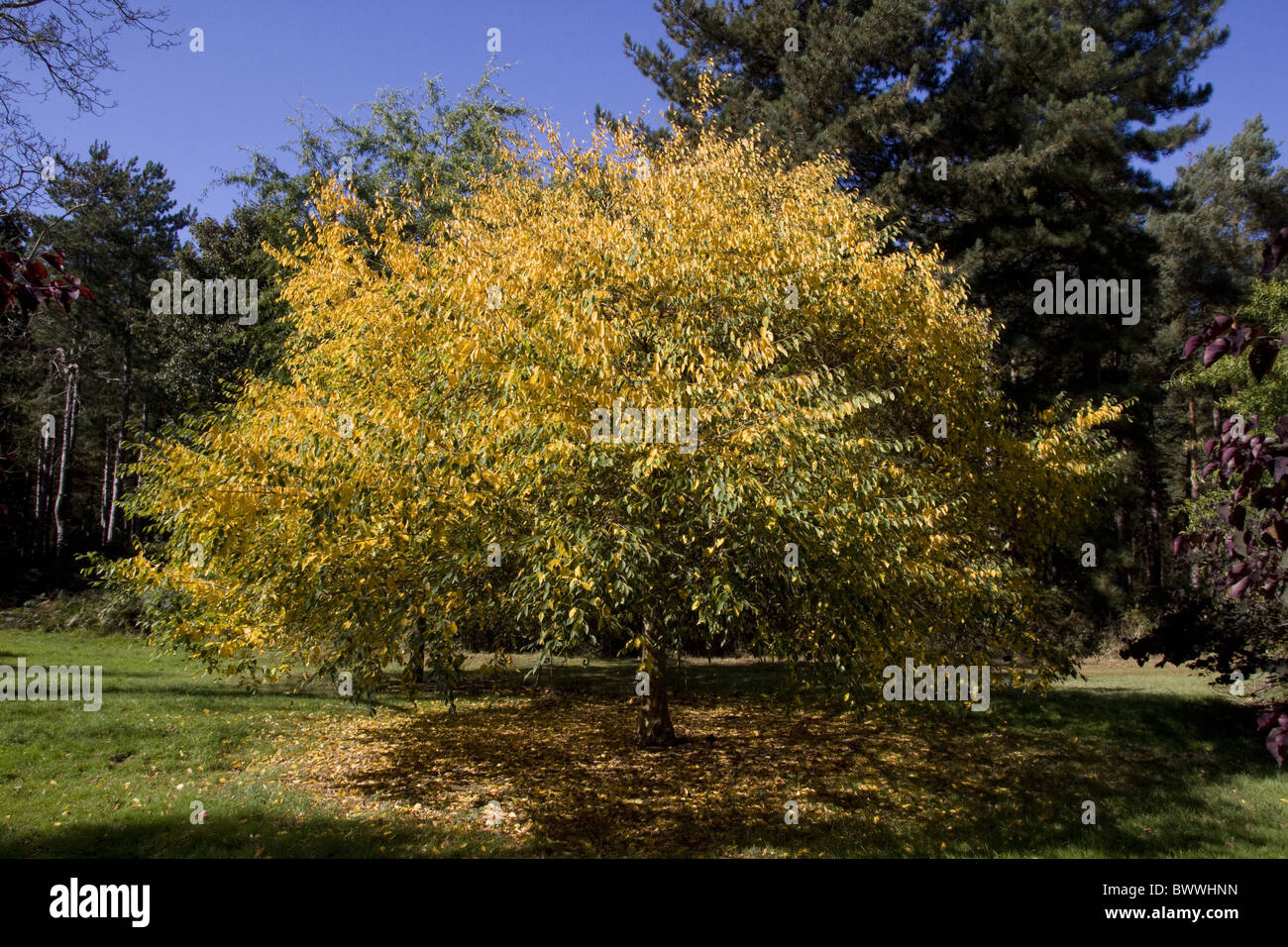 Yellow Birch tree in autumn colour Stock Photo - Alamy