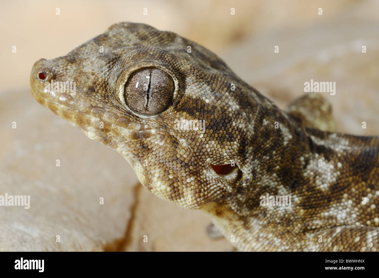 Haemodracon riebecki gecko endemic Reptiles vertebrates Socotra animal ...