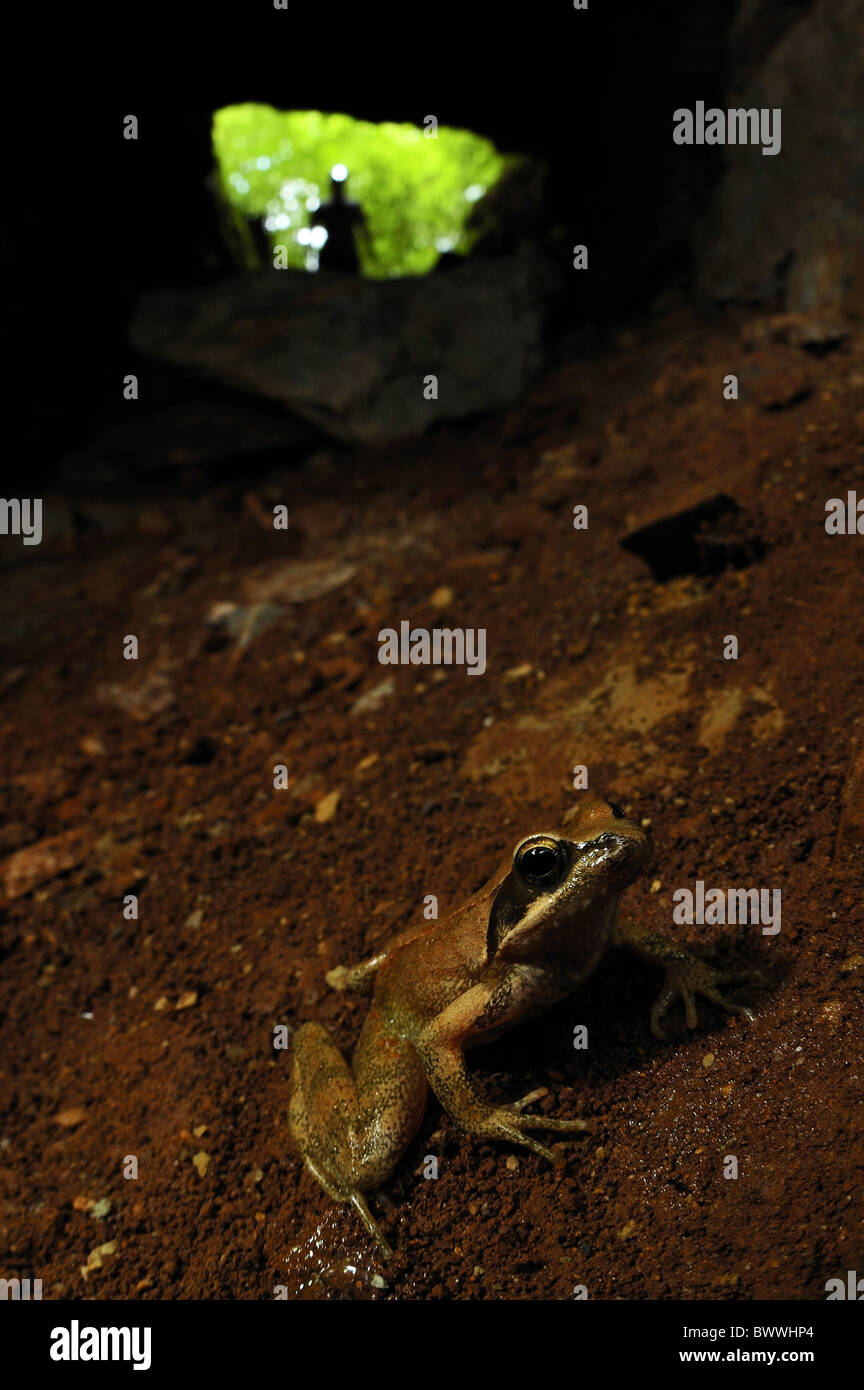 Amphibians Apennines biologist endemism frog Invertebrates Italian ...