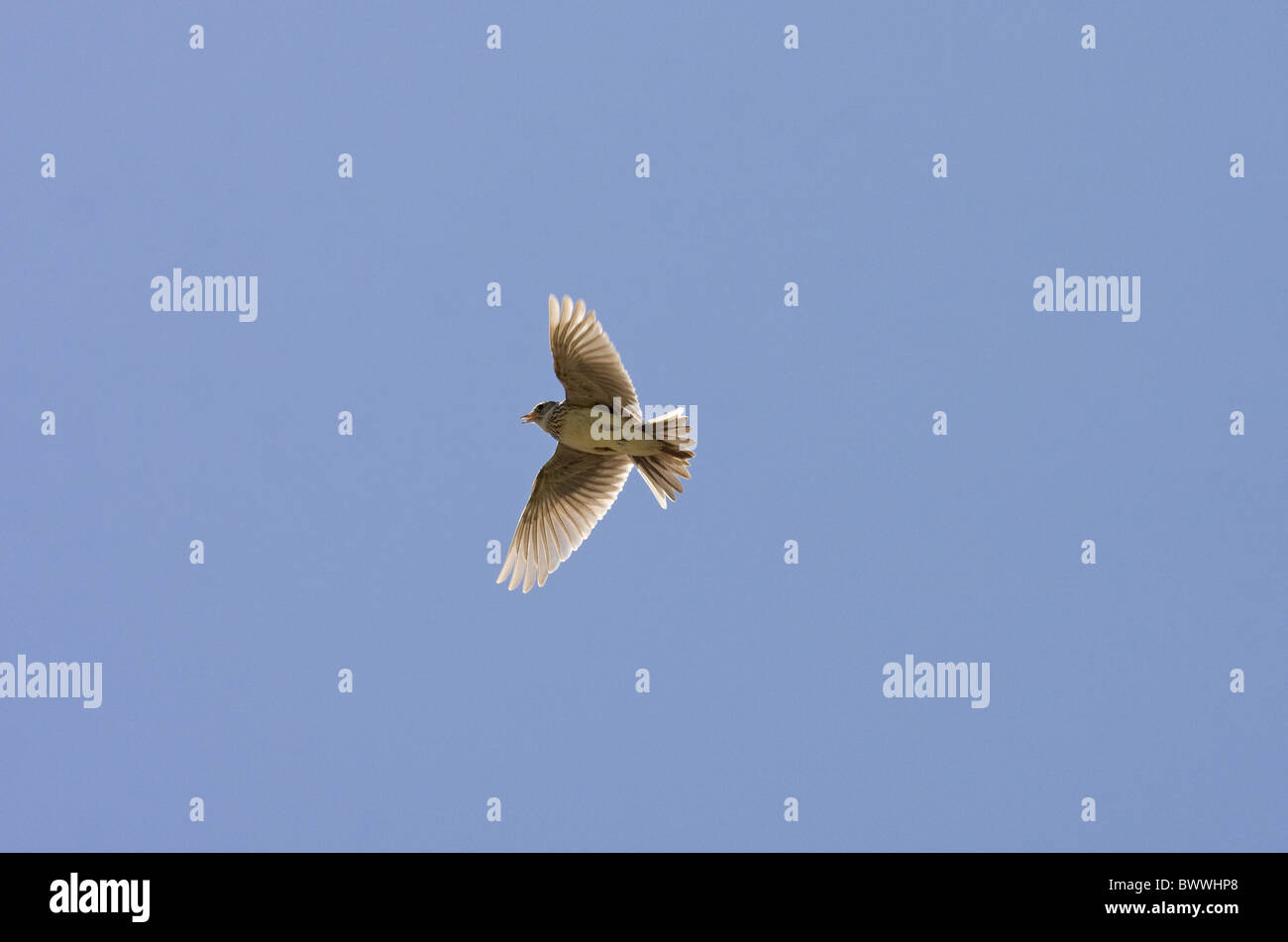 Skylark (Alauda arvensis) adult, singing in flight, Norfolk, England ...
