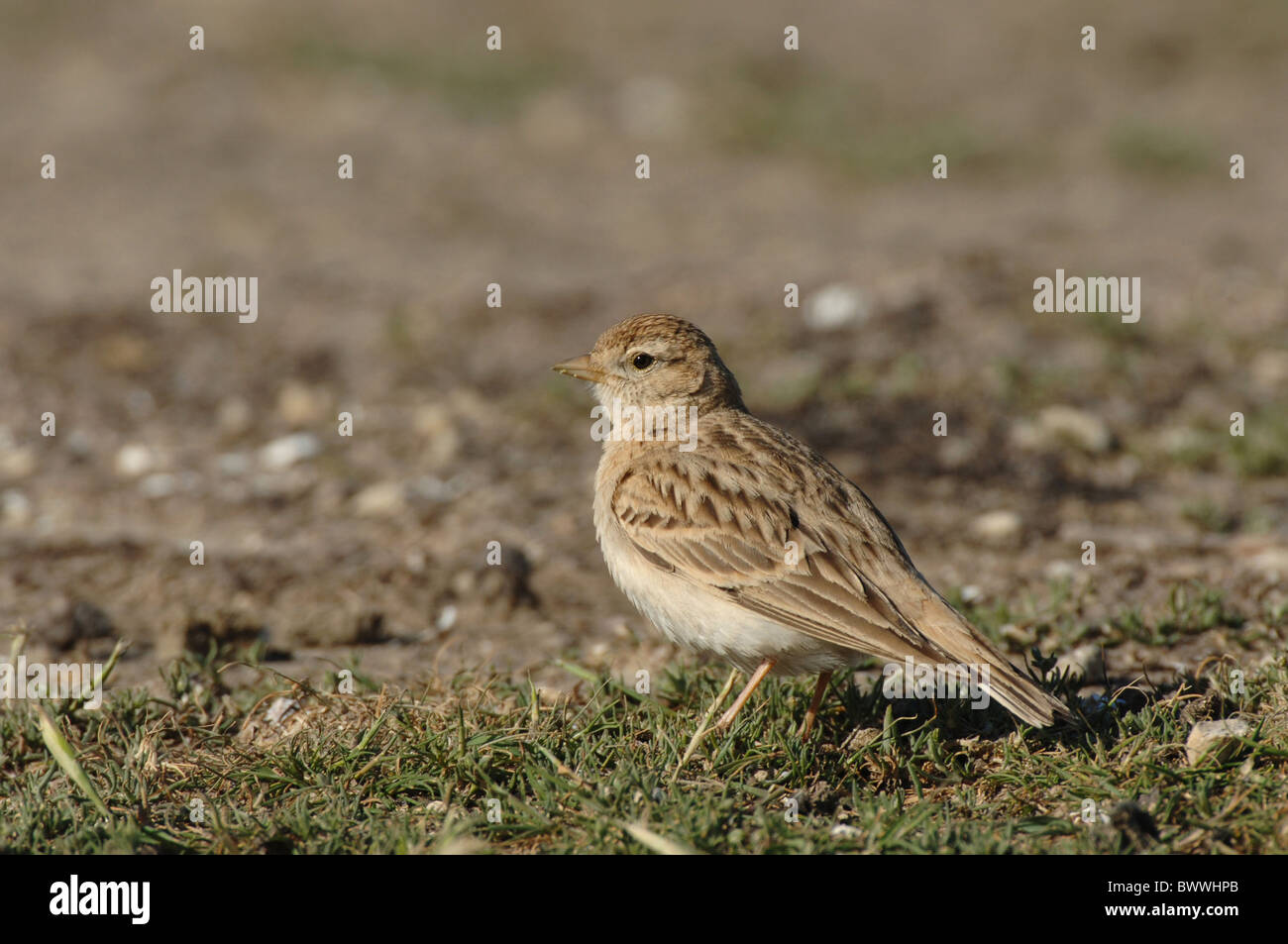 Asian Short Toed Lark High Resolution Stock Photography and Images - Alamy