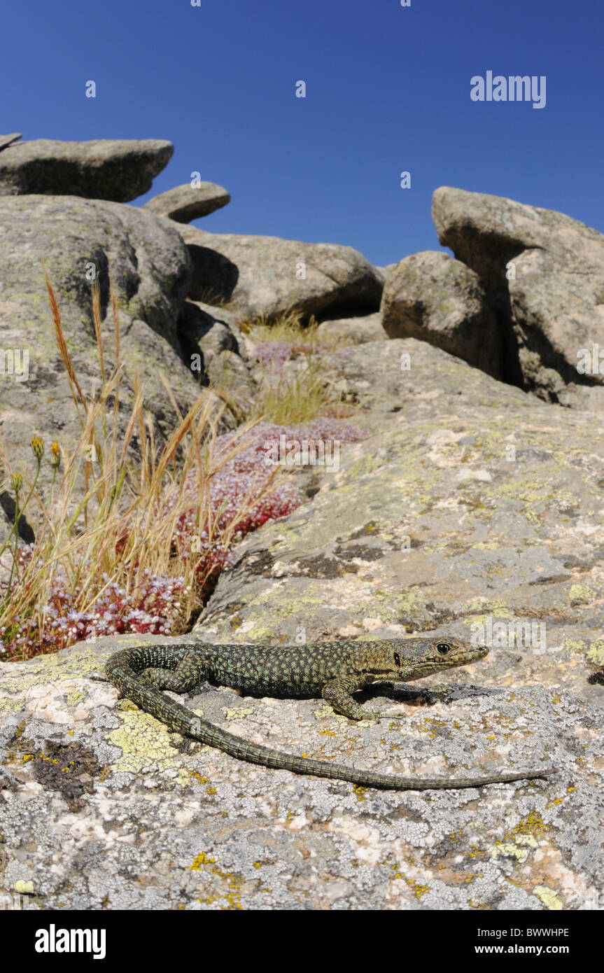 Archaeolacerta bedriagae Bedriaga's rock lizard endemism Italy lizard ...