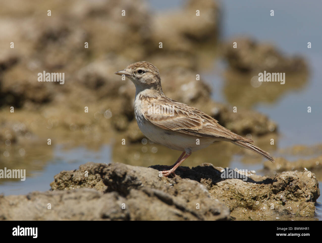 Asian Short Toed Lark High Resolution Stock Photography and Images - Alamy