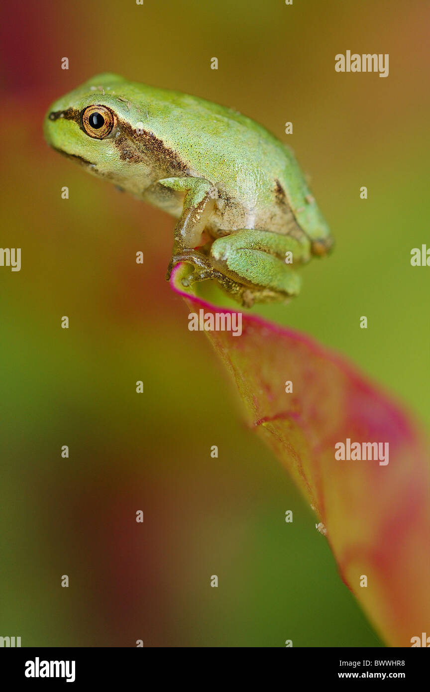 Hyla intermedia young amphibian Vertebrates tree frog animal animals ...