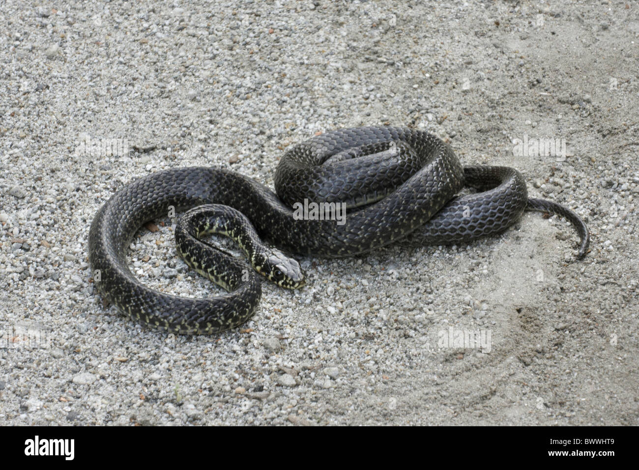 Juvenile western whip snake hi-res stock photography and images - Alamy