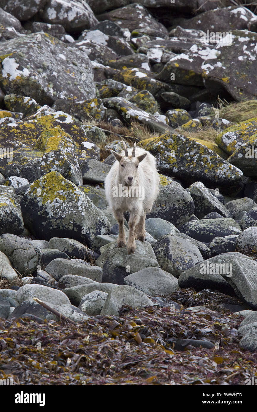 Feral goat on rocks, isle of Jura Stock Photo - Alamy