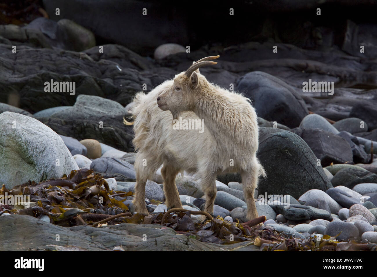Feral white goat on rocky beach, Isle of Jura Stock Photo - Alamy