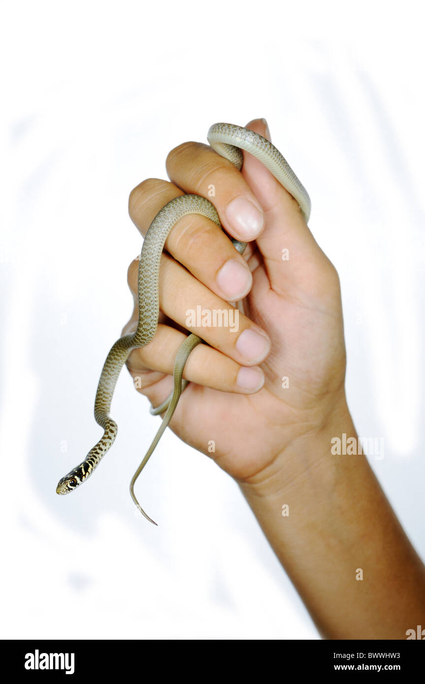 Snakes handling hi-res stock photography and images - Alamy