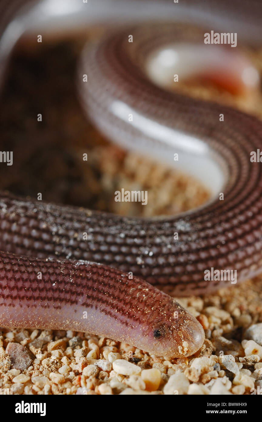 endemism Invertebrates portrait reptile snake Socotra Typhlops ...