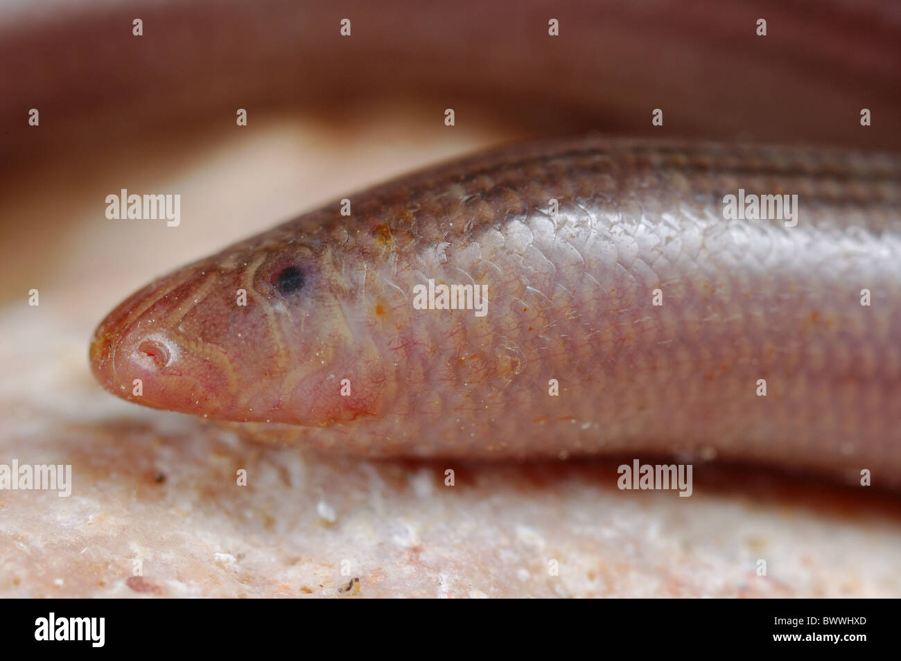 Typhlops socotranus snake Socotra Reptiles Vertebrates Yemen animal ...