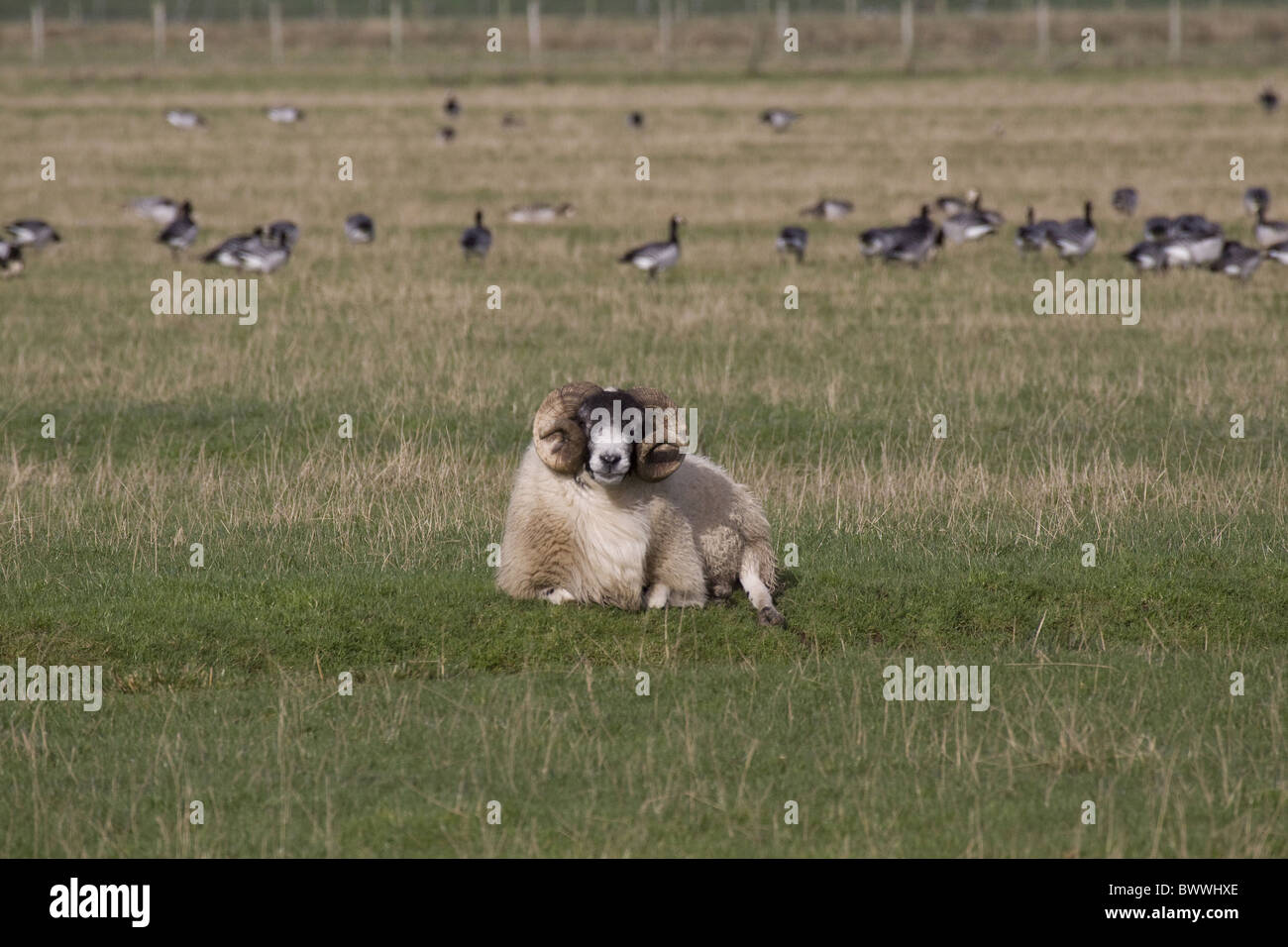 Scottish black faced Ram with barnacle geese Stock Photo - Alamy