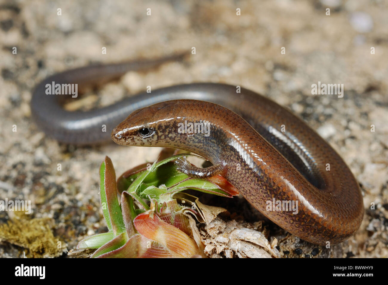 endemism Hakaria simonyi Invertebrates portrait reptile skink Socotra ...