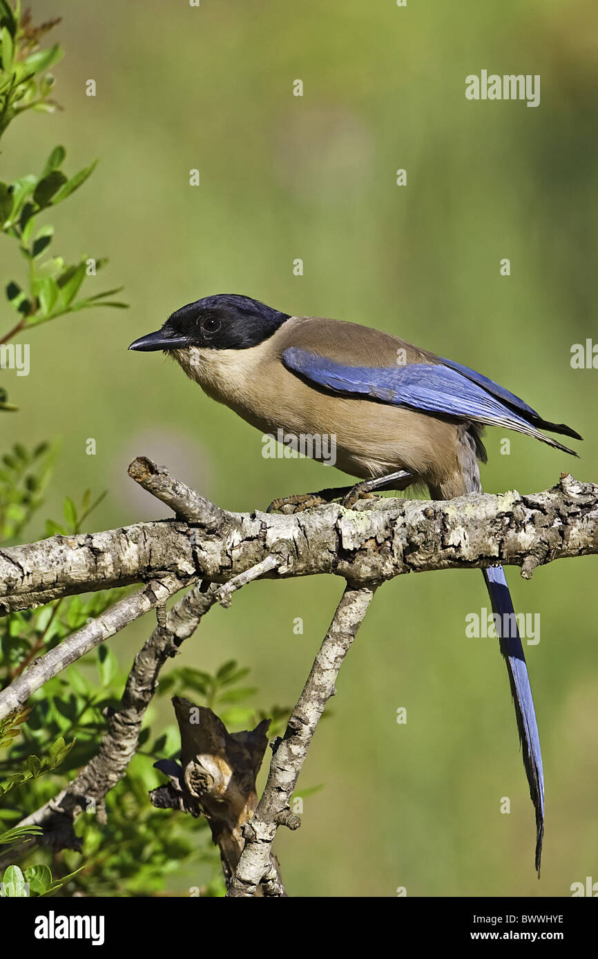 Azure winged magpie portugal hi-res stock photography and images - Alamy