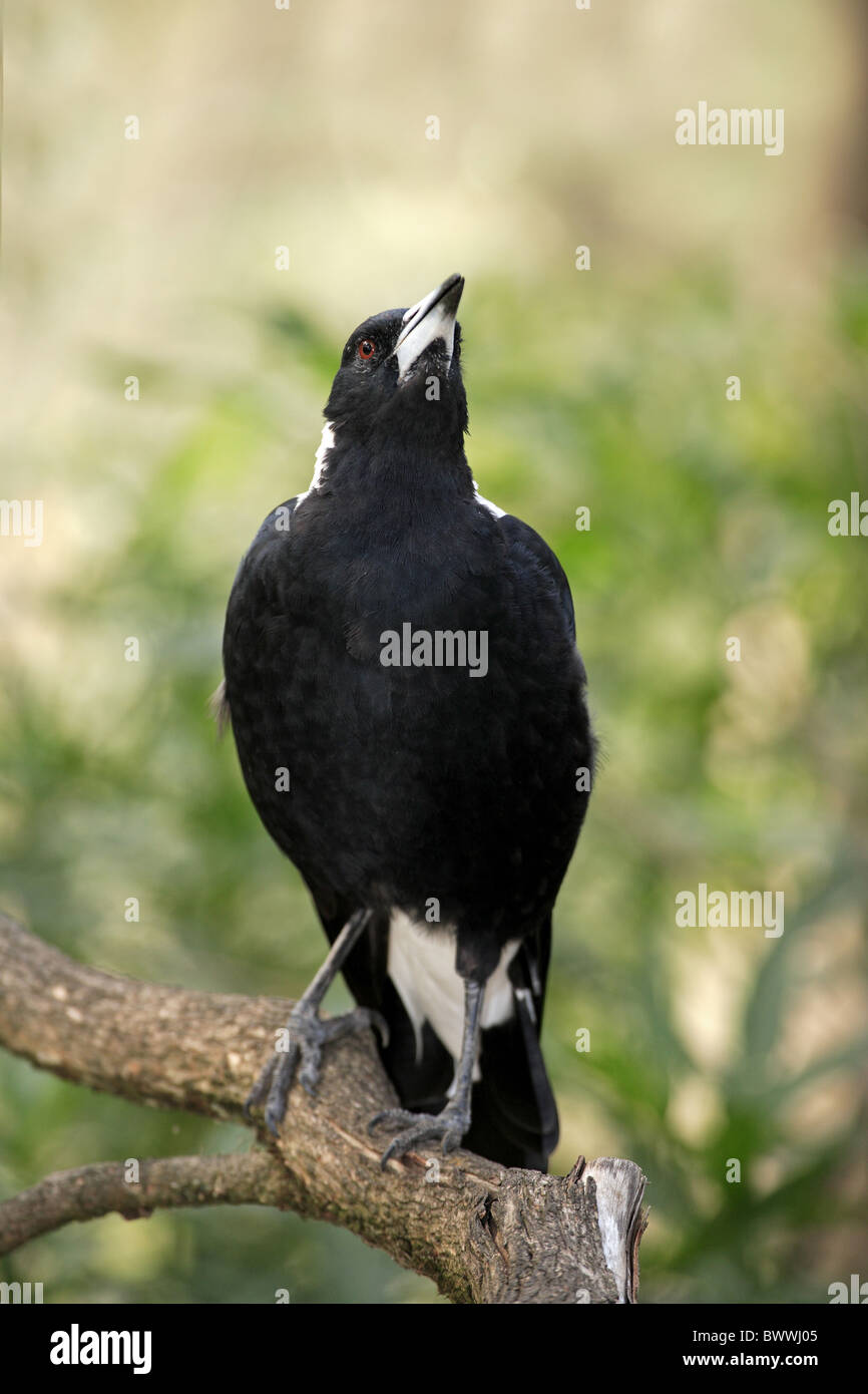 Australian magpie singing hi-res stock photography and images - Alamy