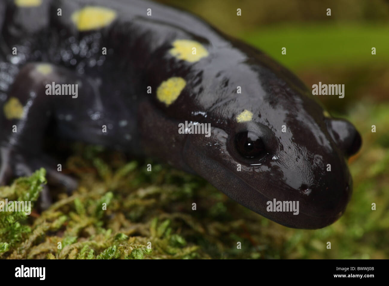 Spotted Salamander (Ambystoma maculatum) - New York USA - In early ...