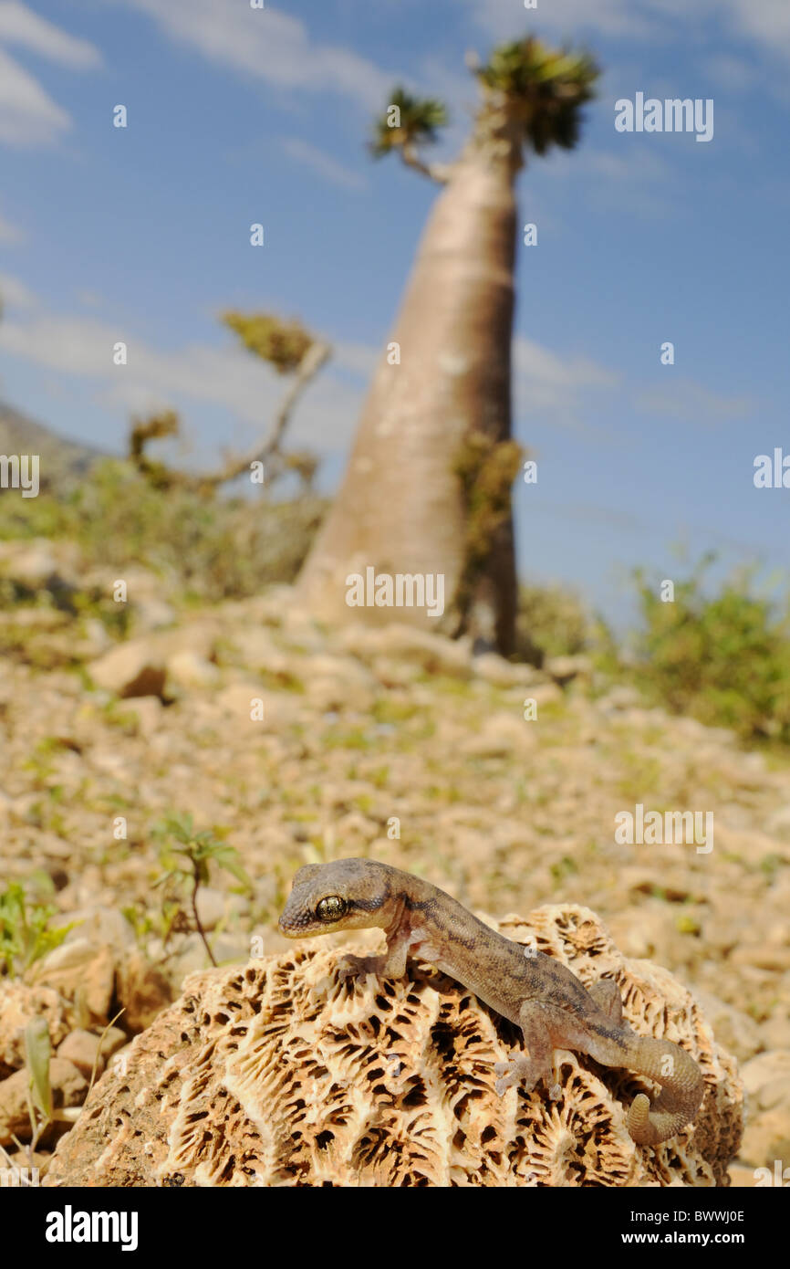 Haemodracon trachyrhinus gecko reptile Socotra endemic animal animals ...