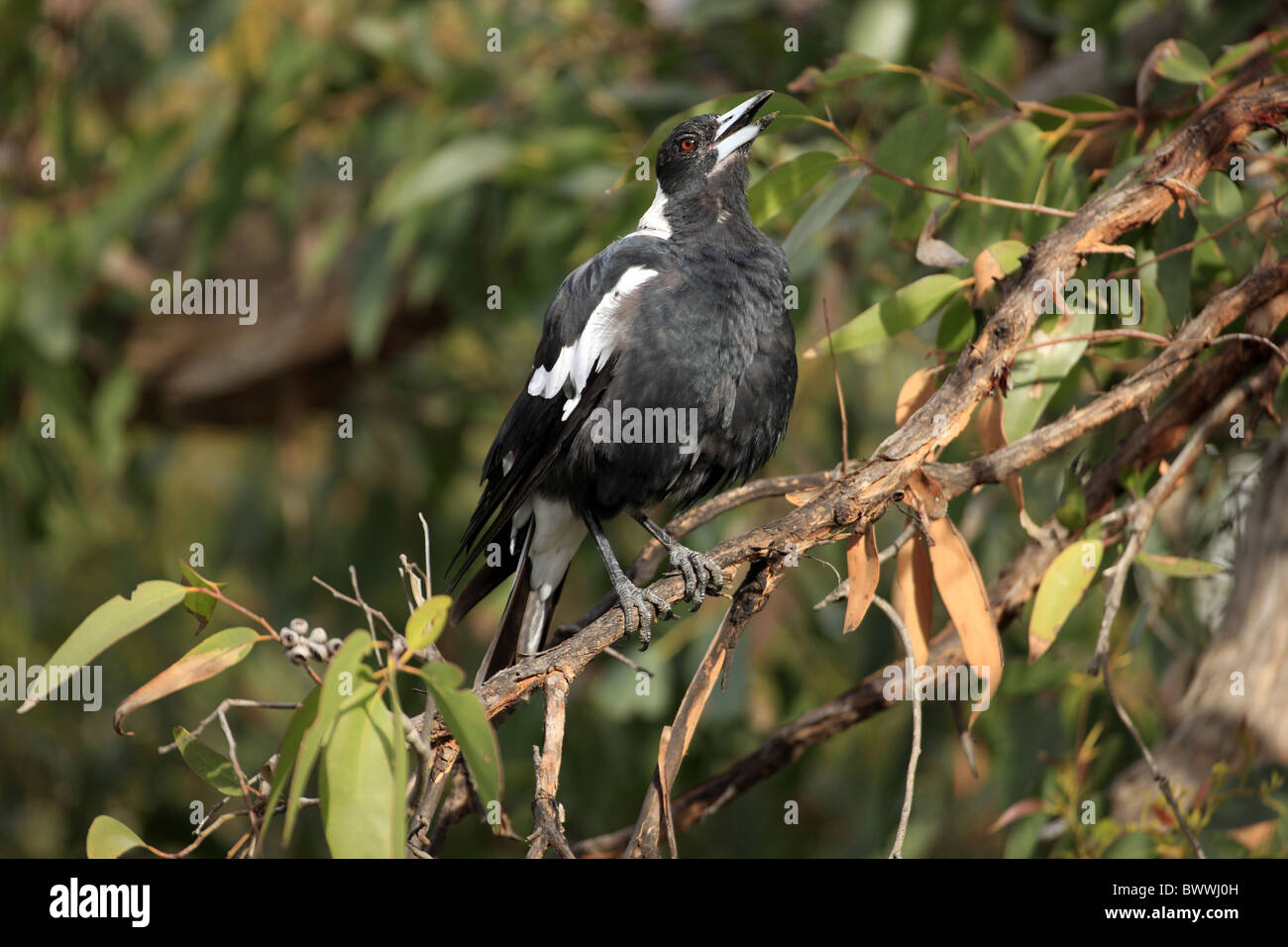Australian magpie singing hi-res stock photography and images - Alamy