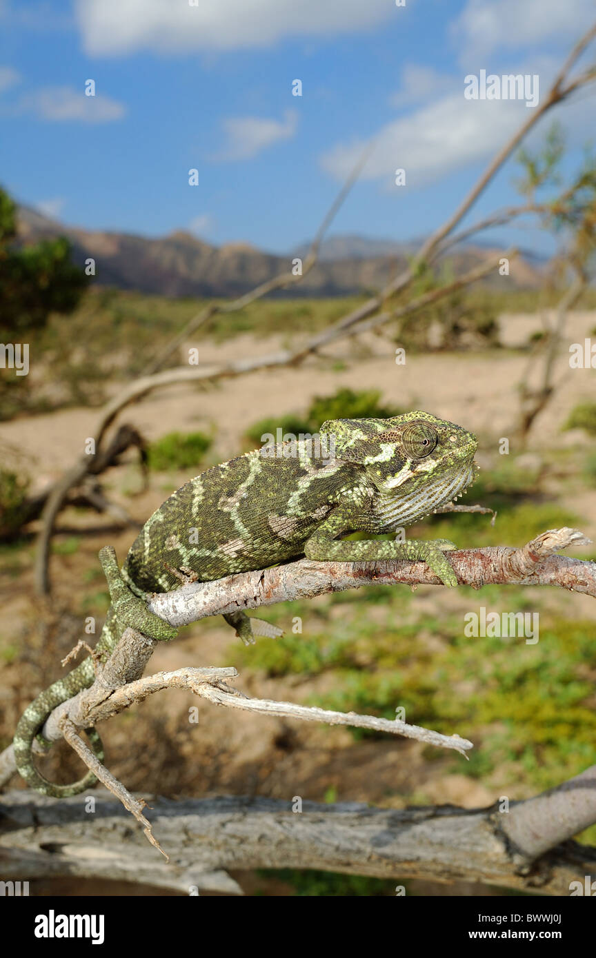 Monarch chameleon chamaeleo monachus adult hi-res stock photography and ...