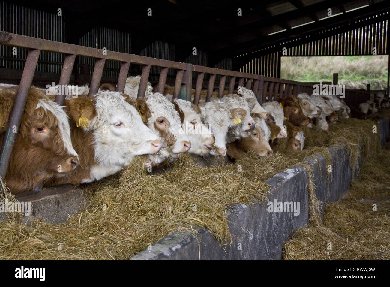 Troff hi-res stock photography and images - Alamy