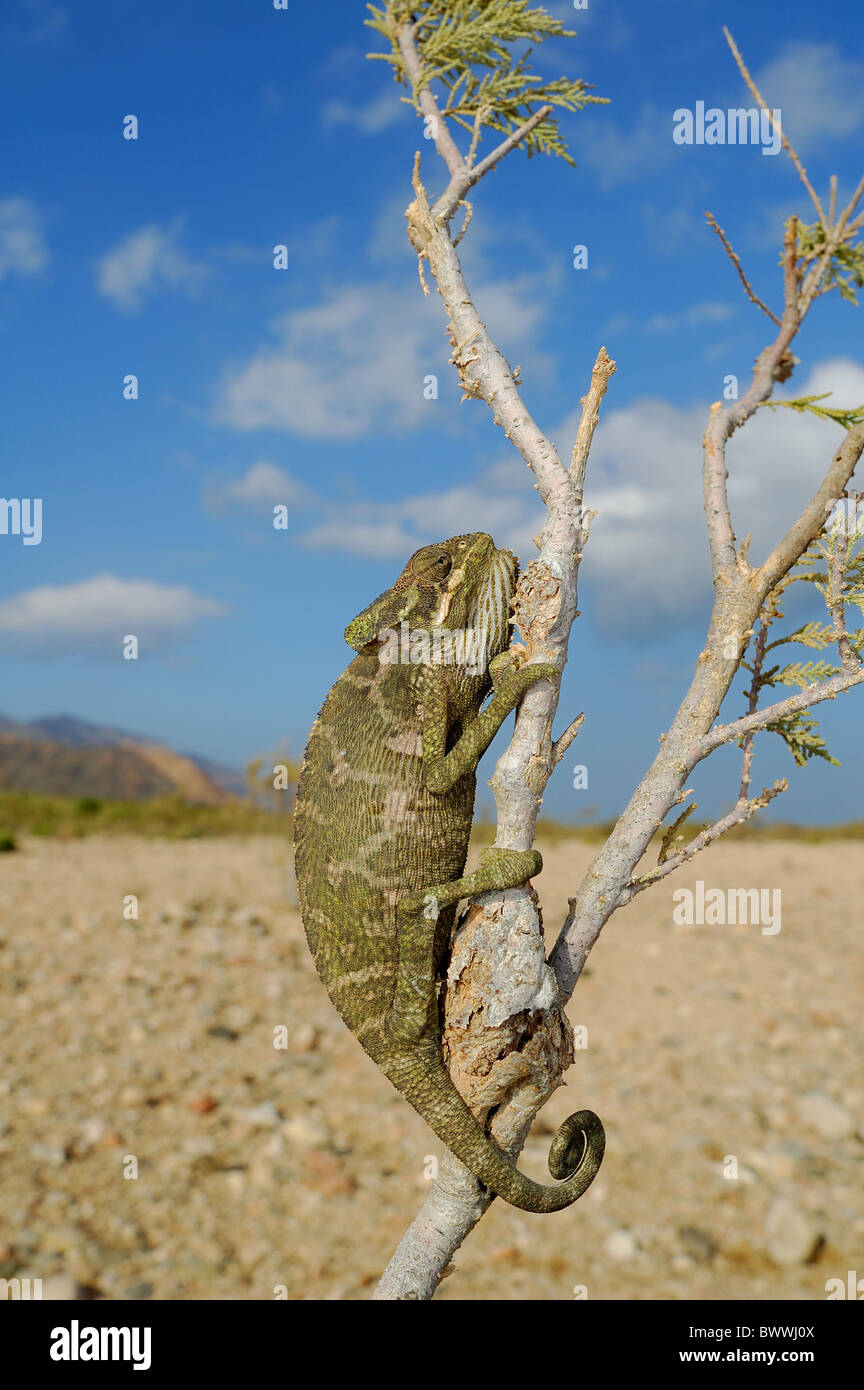 Monarch chameleon chamaeleo monachus adult hi-res stock photography and ...