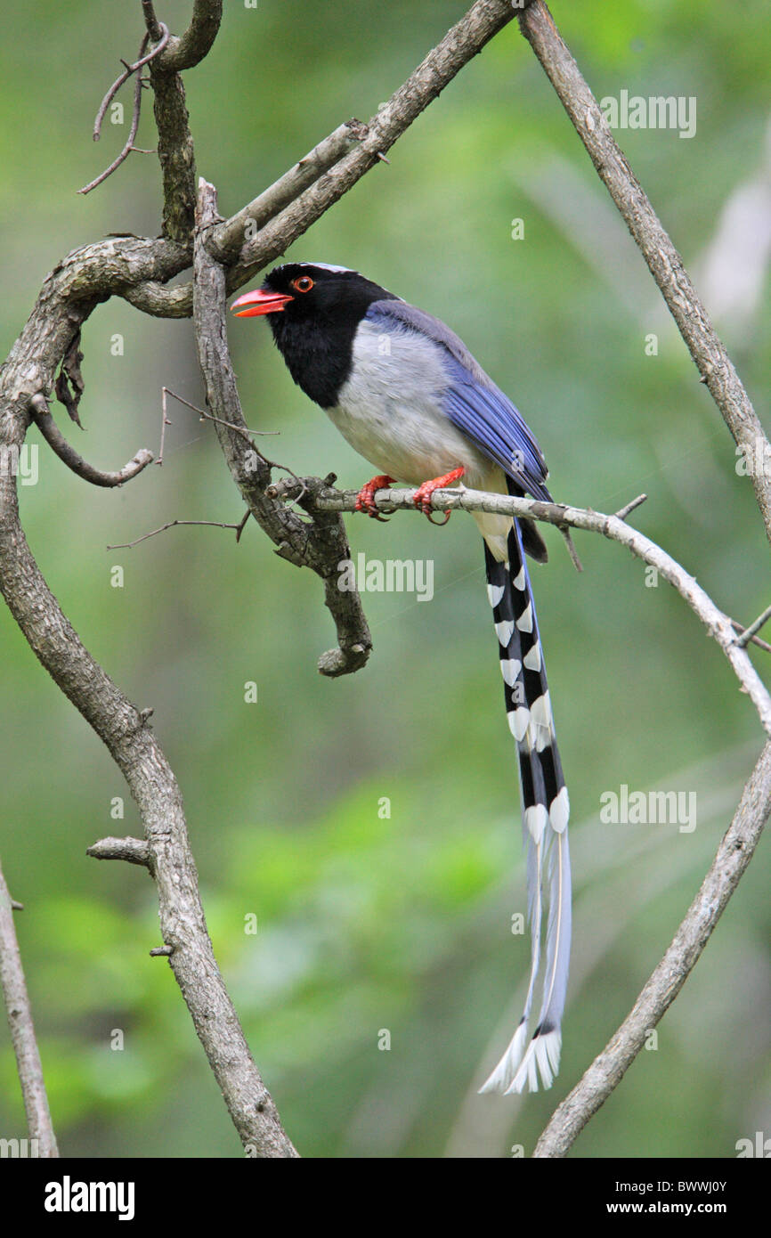Colourful magpie hi-res stock photography and images - Alamy