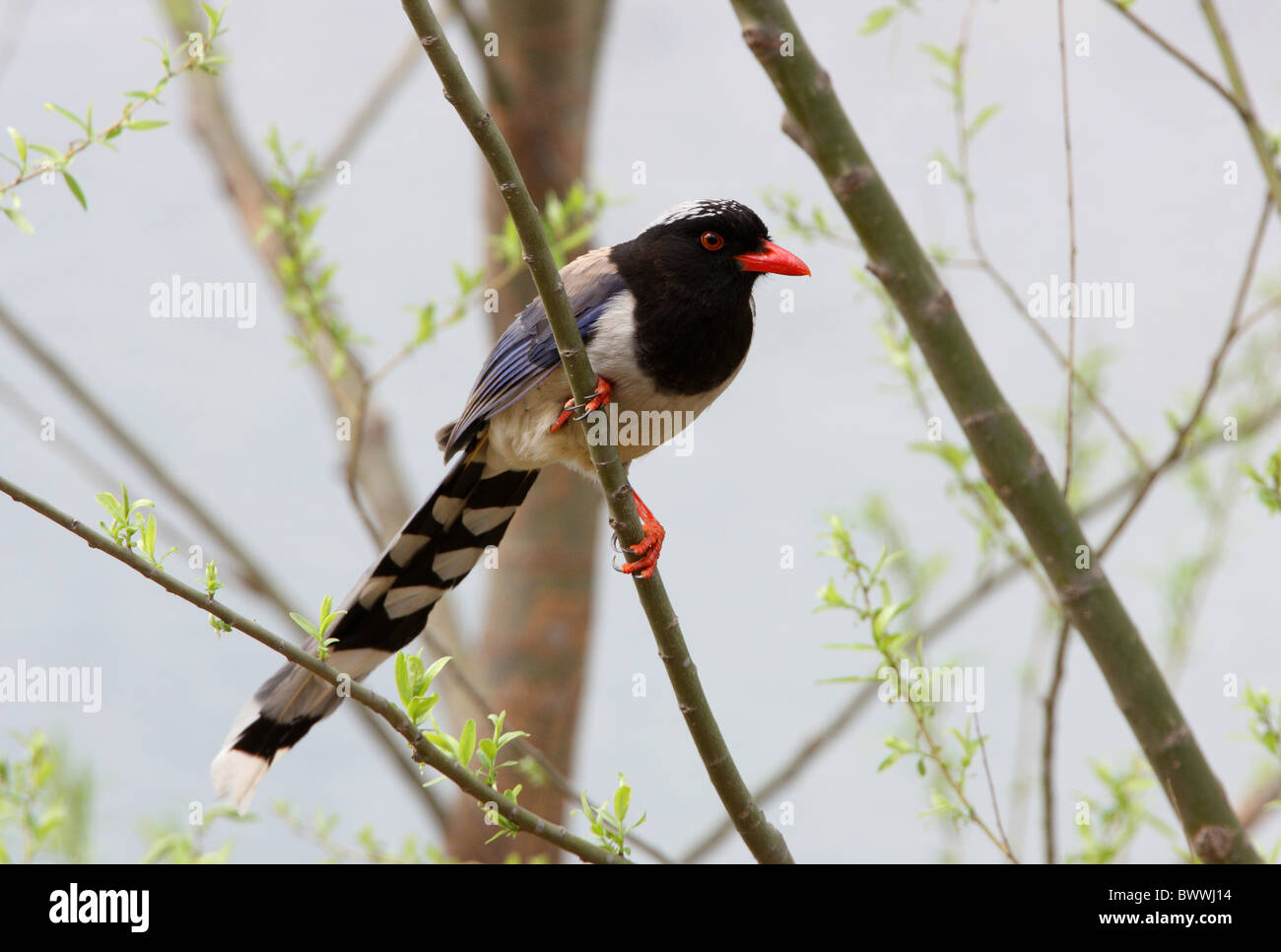 Red-billed Blue Magpie (Urocissa erythrorhyncha brevivexcilla) adult ...