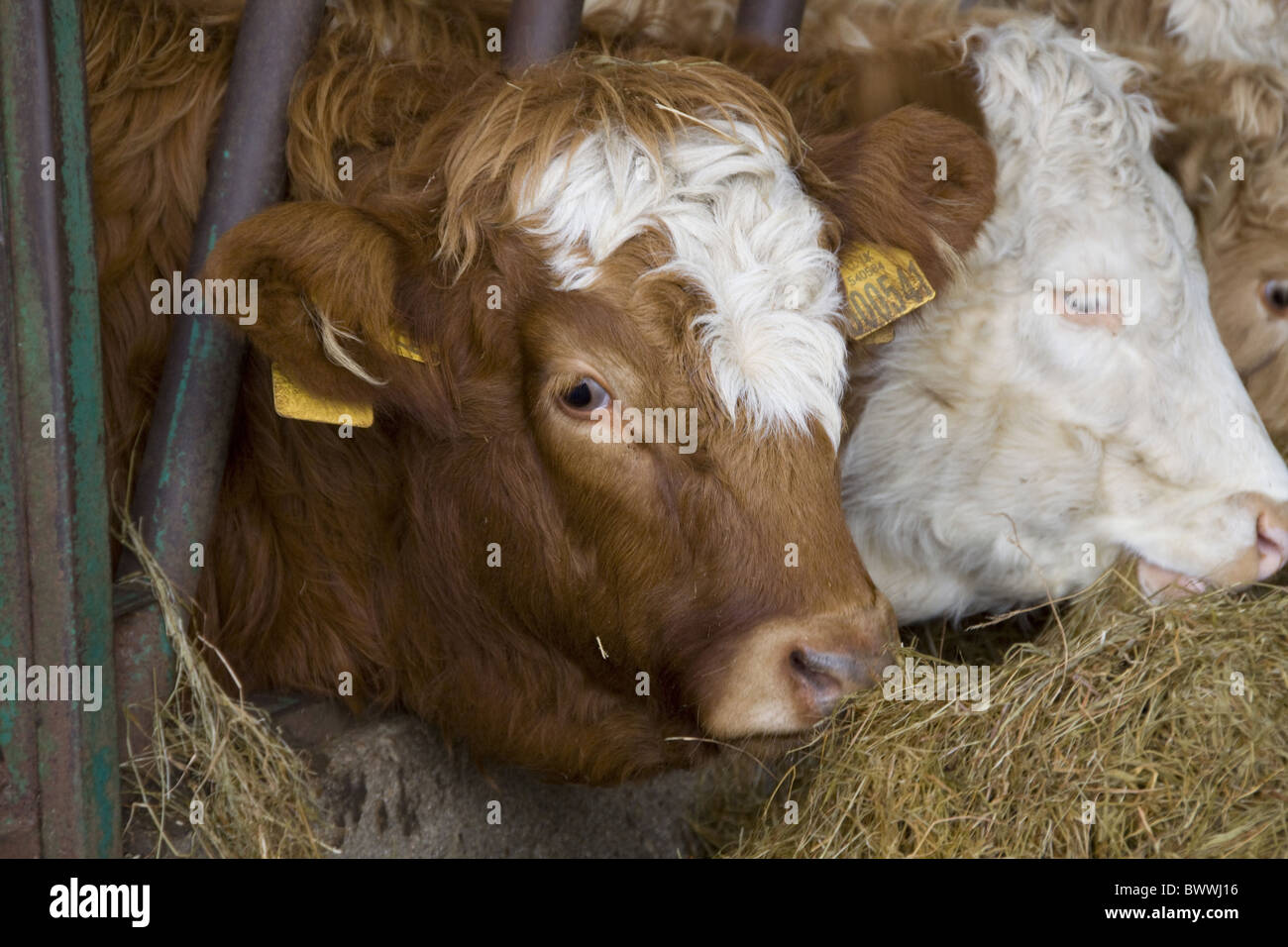 Troff hi-res stock photography and images - Alamy